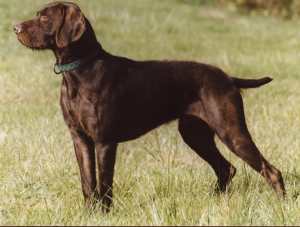 The Versatile Gun dogs Vizsla Page